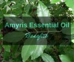 Amyris Essential Oil Benefits - For Your Massage Needs