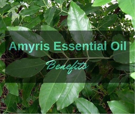 Amyris Essential Oil Benefits - For Your Massage Needs
