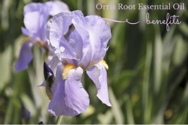 Orris Root Essential Oil Benefits - For Your Massage Needs