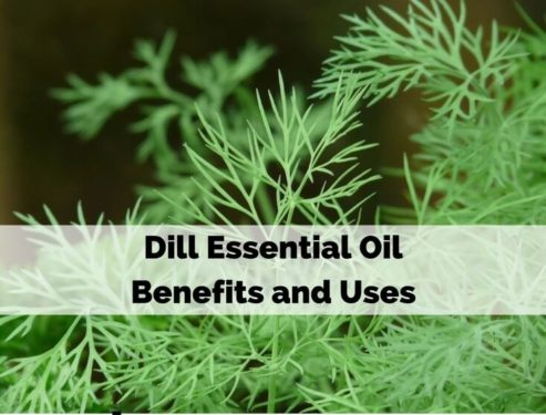 Dill Essential Oil Benefits and Uses - For Your Massage Needs