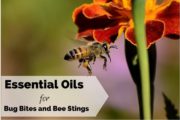 Essential Oils for Bug Bites Mosquito and Bee Stings - For Your Massage ...