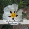 Labdanum Essential Oil Benefits and Uses - For Your Massage Needs