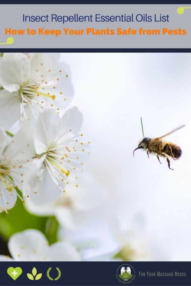 Insect Repellent Essential Oils List - For Your Massage Needs